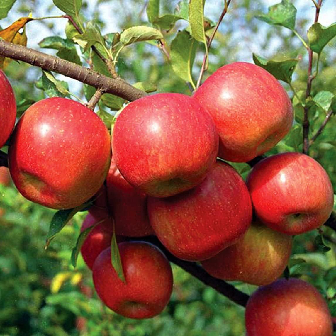 Amazon.com : Fuji Apple Tree Live Plant 4 to 5 Ft Height, Apple Fruits ...