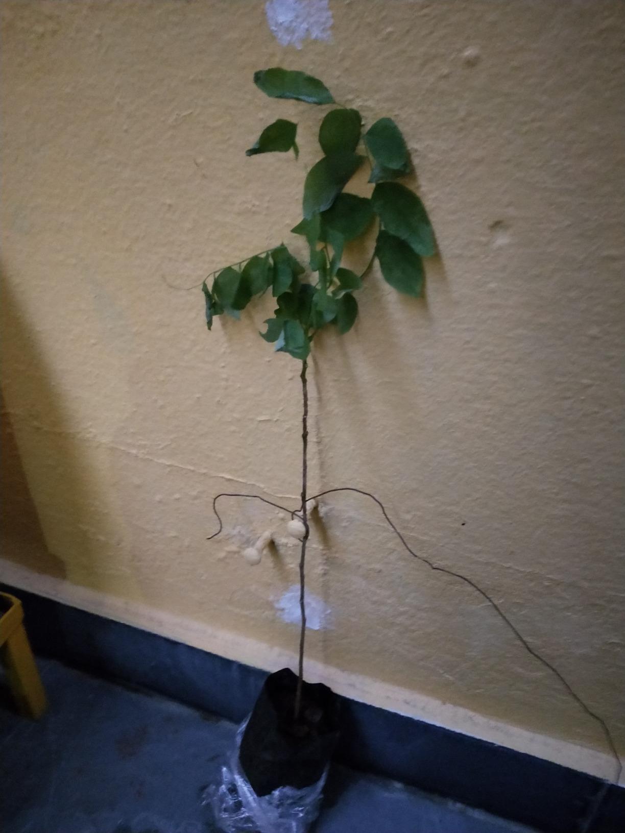 Creative Farmer Live Fruit Plant Star Gooseberry/Nellipuli Plant Exotic ...