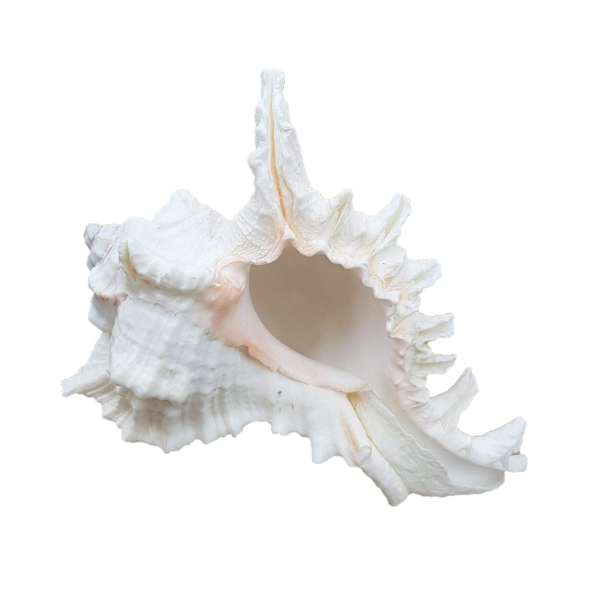 AVALON Murex Endiva Seashell 5-10cm Size | 1 Pc | Beach Inspired Home ...