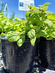 Amazon.com : Kejora Peppermint Live Plant with Pot - HERB Plant : Patio ...