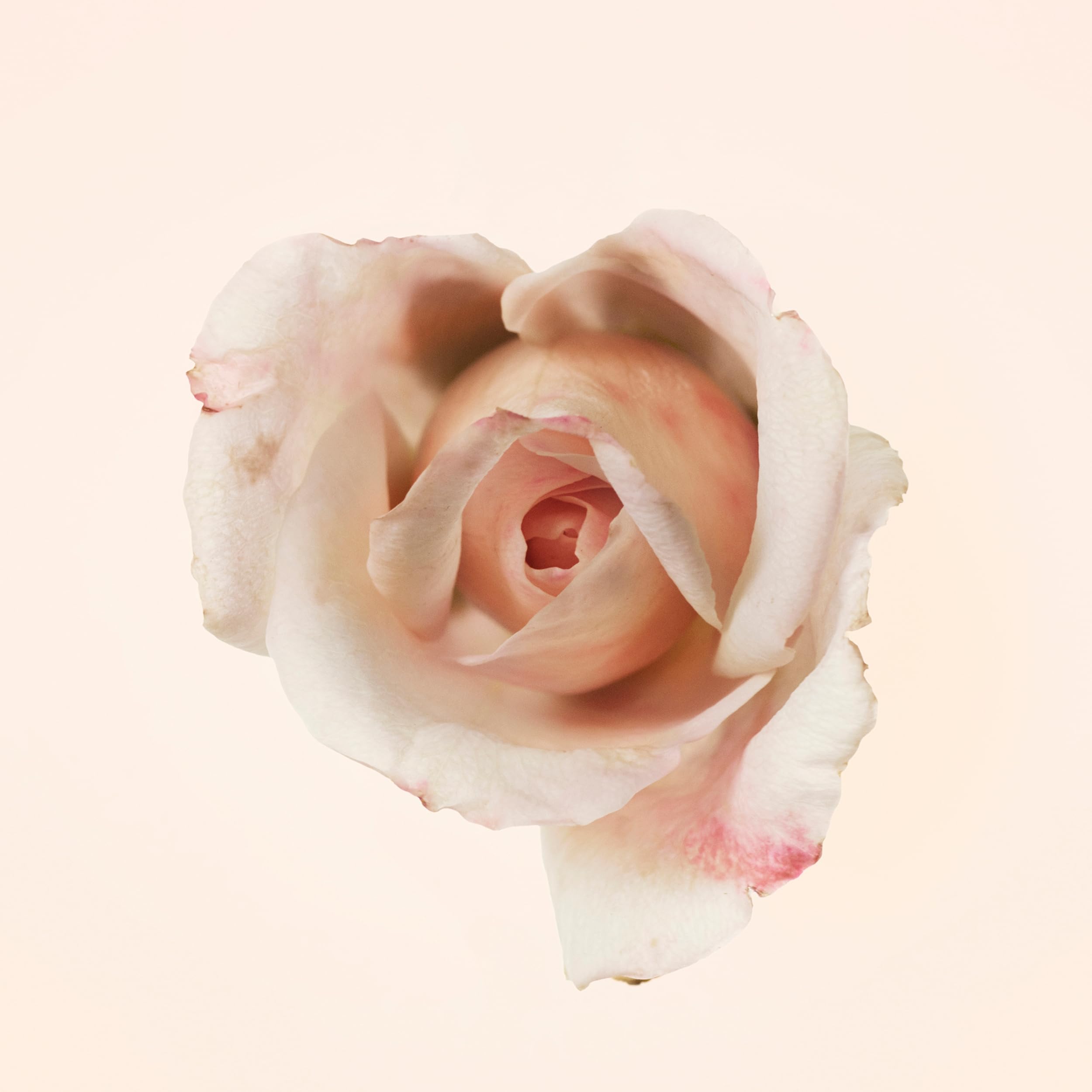 Snapklik.com : Burberry Signatures Garden Roses Eau De Parfum