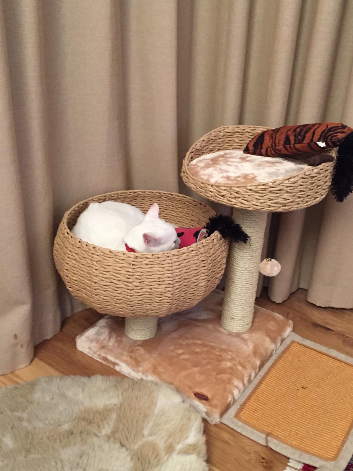 Nobby Casca Plus Cat Play System Tower Tree : Amazon.co.uk: Pet Supplies