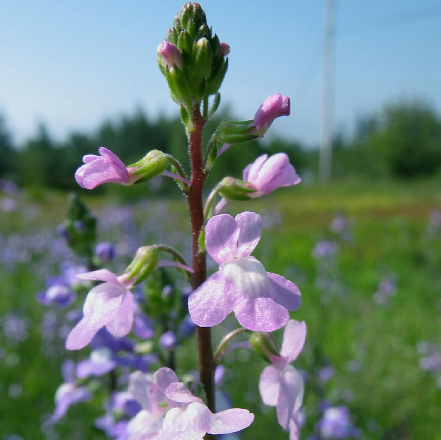 Amazon.com : CHUXAY GARDEN Nuttallanthus Canadensis-Blue Toadflax ...