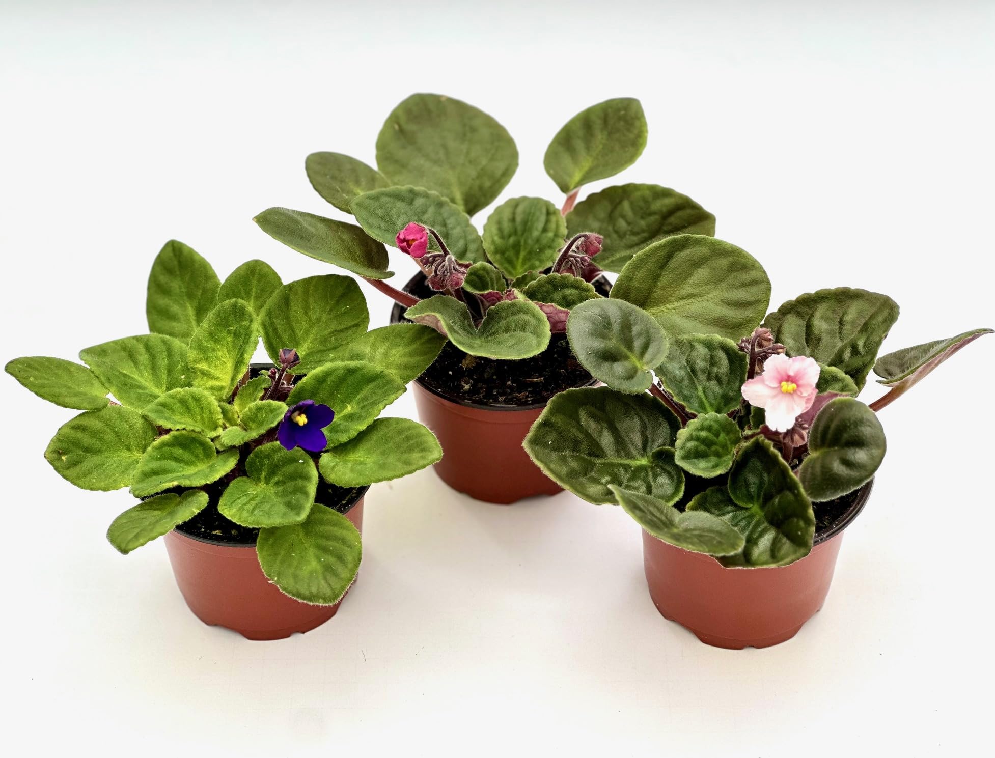 Amazon.com : African Violet 3-Pack, 4-Inch Pots, Assorted Colors ...
