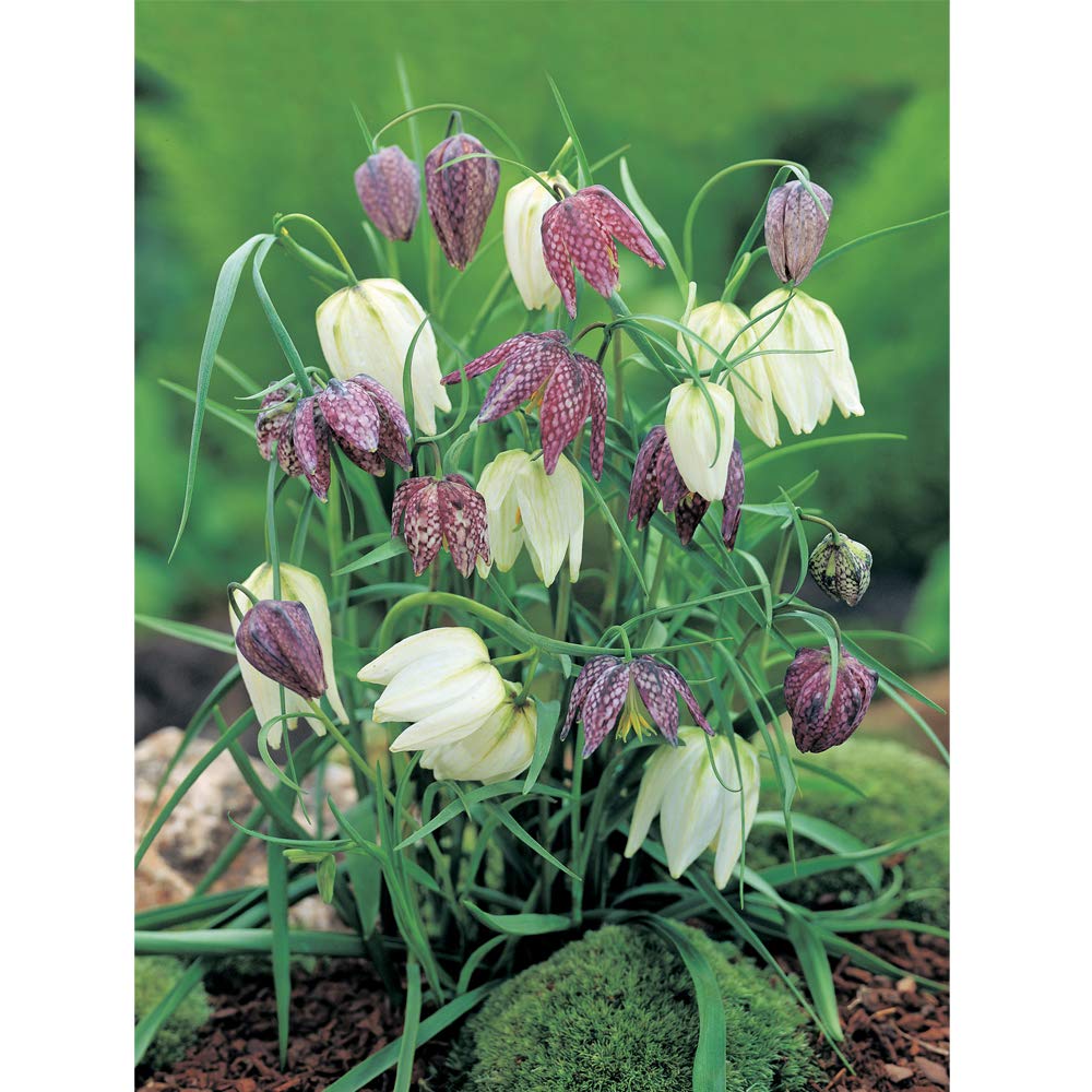 Snakes Head Fritillary Bulbs 100 Fritillaria Meleagris Snake’s Head ...