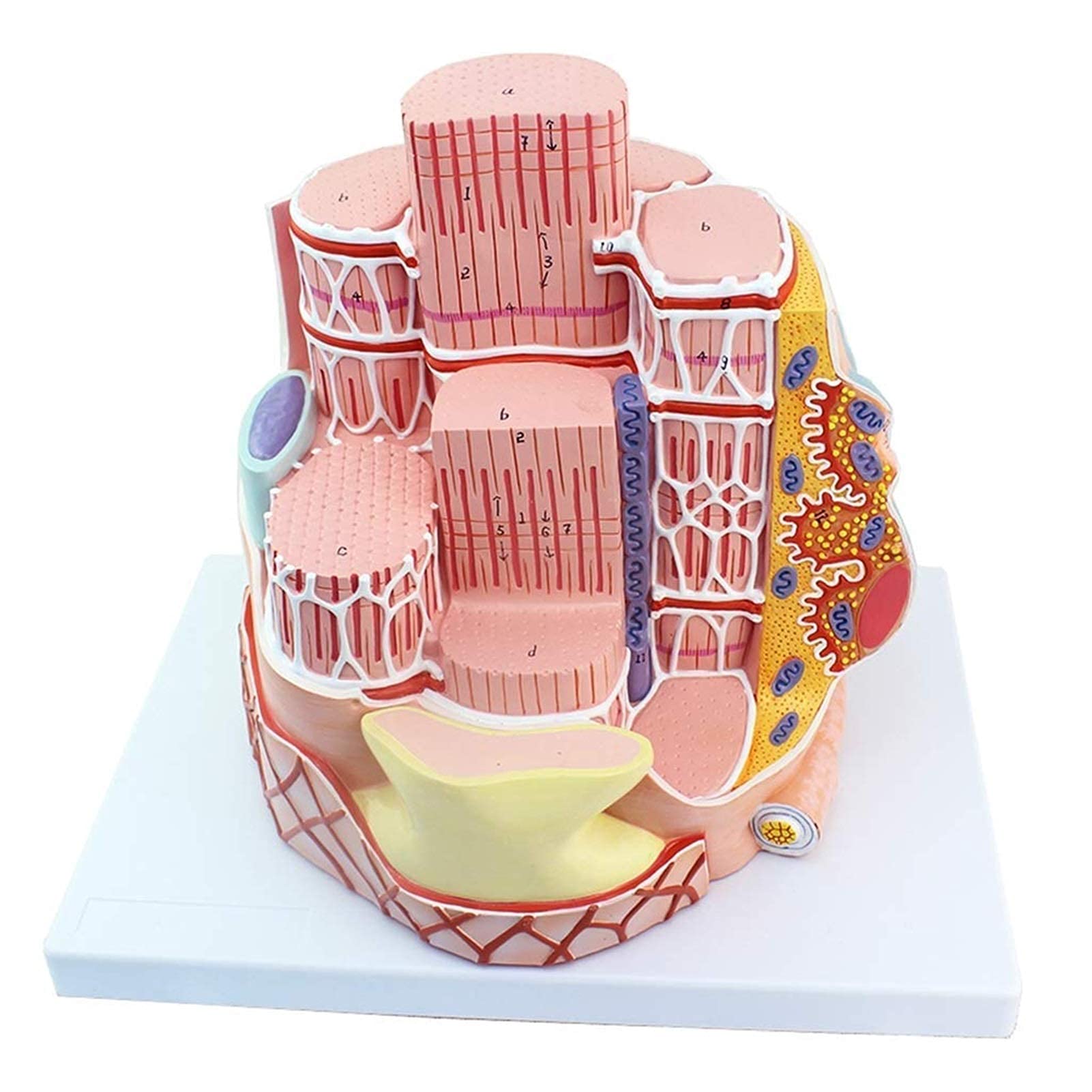 Anatomy Education Model Human Anatomy Skeletal Muscle Fiber ...