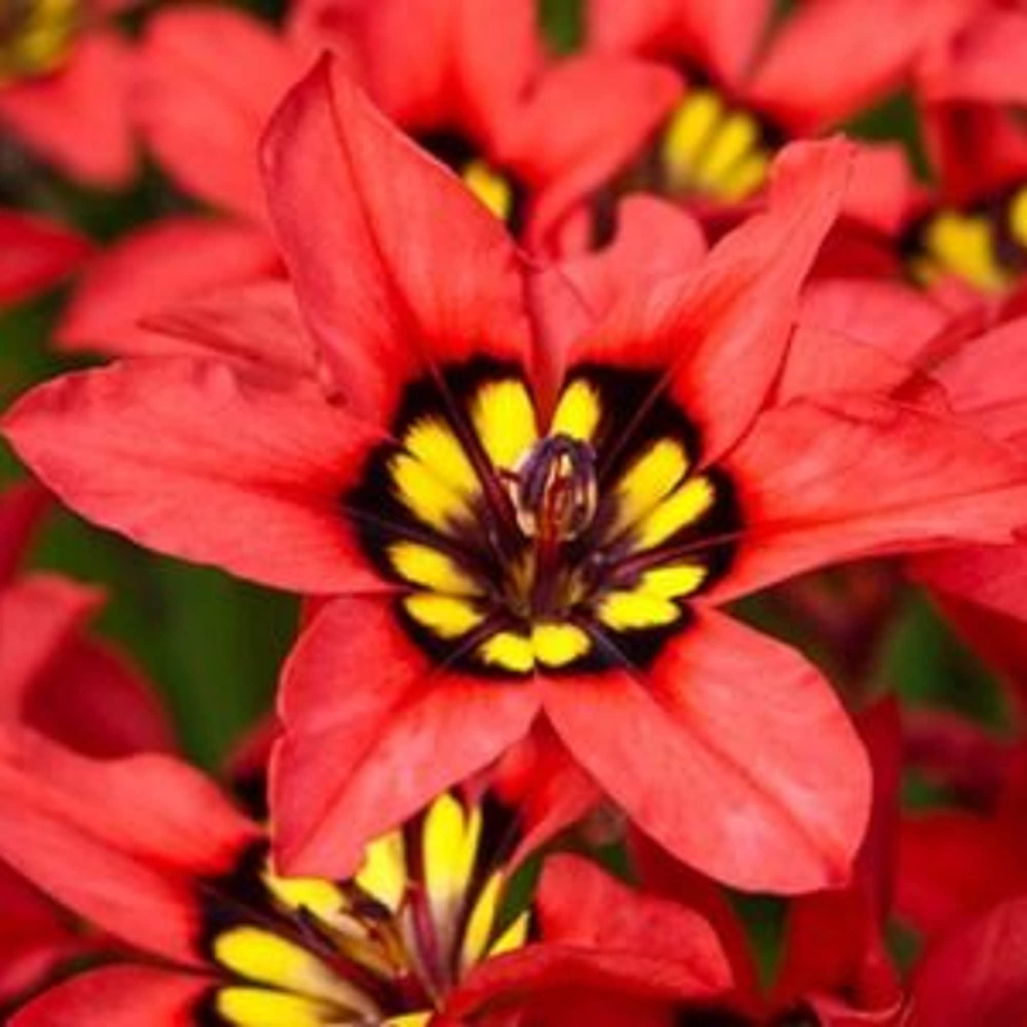 Amazon.com : CHUXAY GARDEN Red Sparaxis Tricolor,Wandflower,Harlequin Flower,Sparaxis 50 Seeds ...