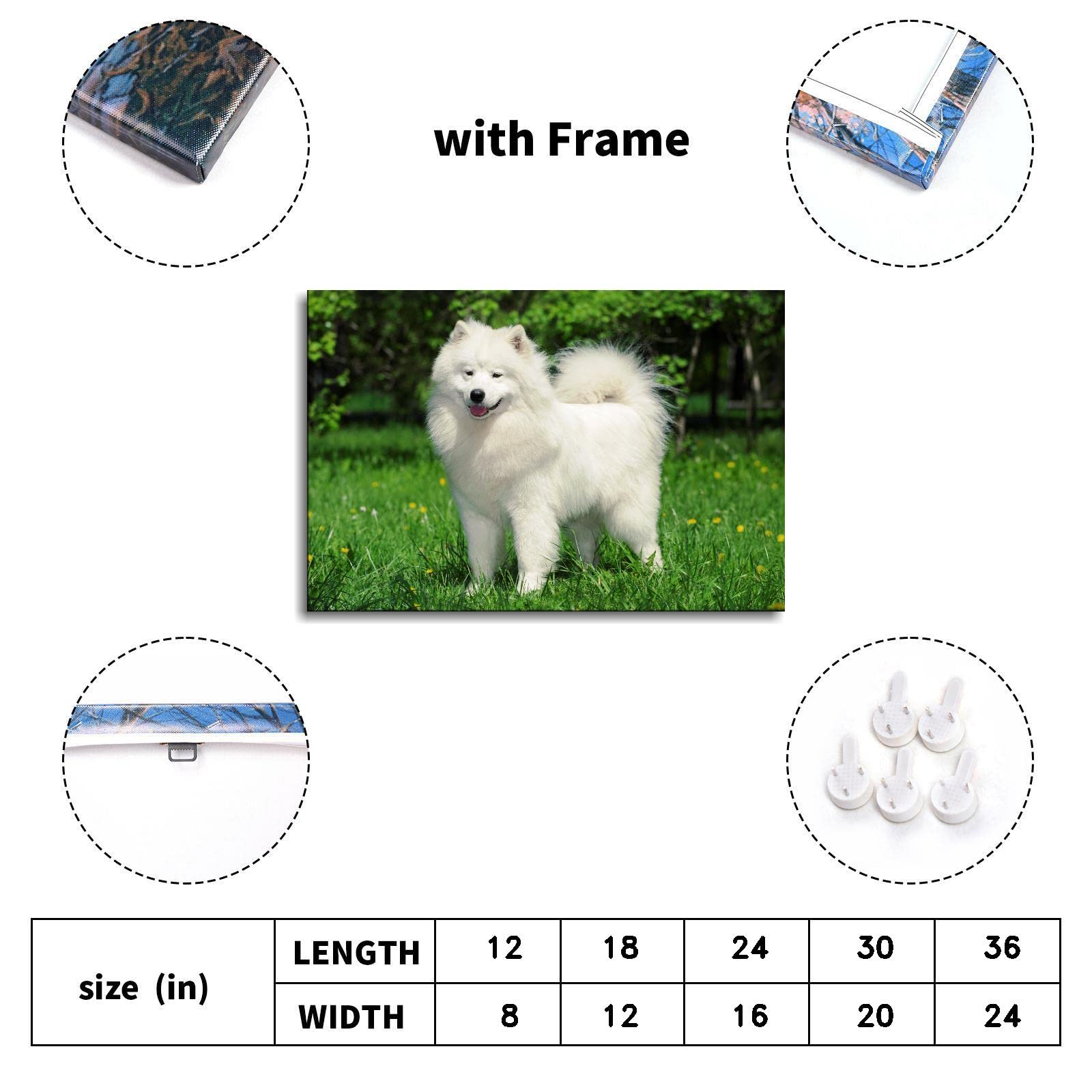 Samoyed Size Chart
