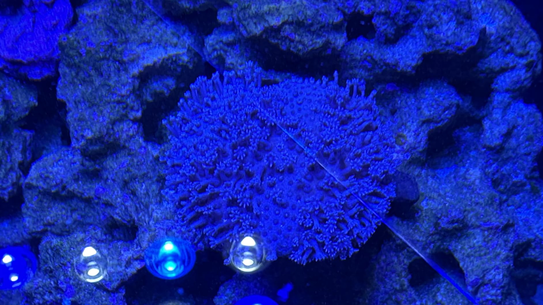 Amazon.com: Polyp Lab Nano Reef-Roids Coral Food - 37g : Pet Supplies
