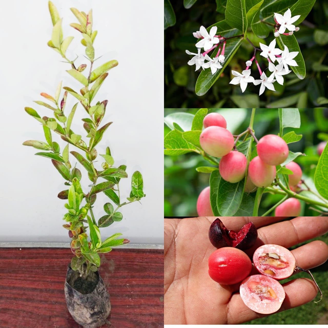 Golden Bloom Dwarf Karonda Cherry Fruit Plant Carissa carandas 1 ...