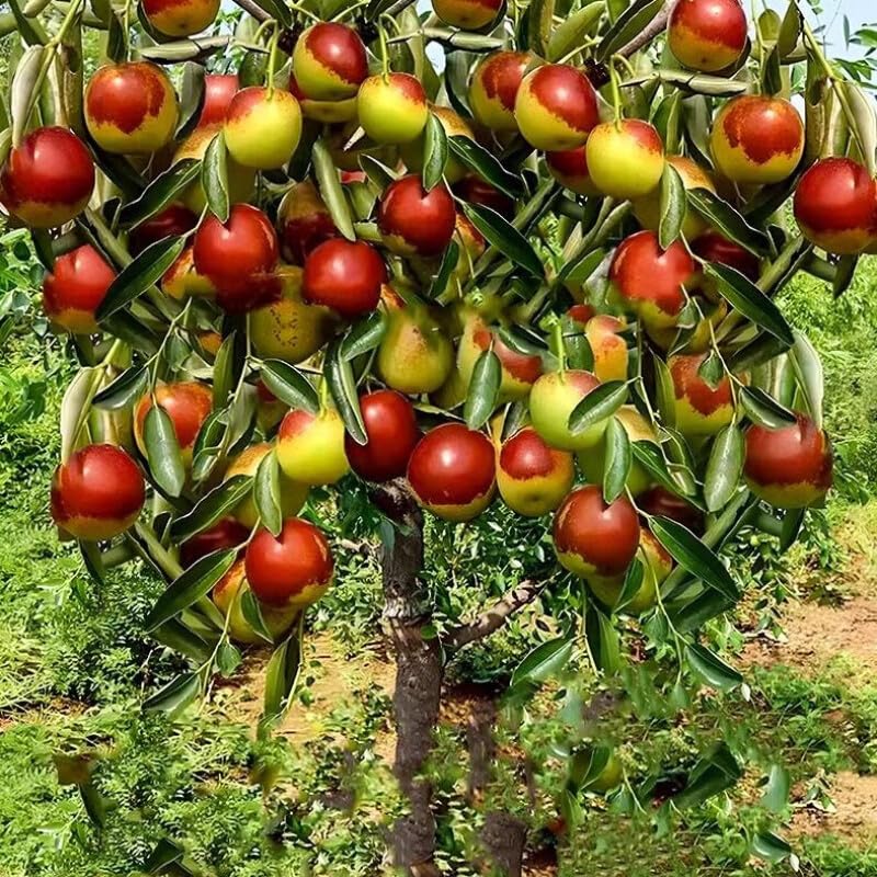 Amazon.com : Nourishing Jujube Tree Seedlings 15-17 inch Height ...