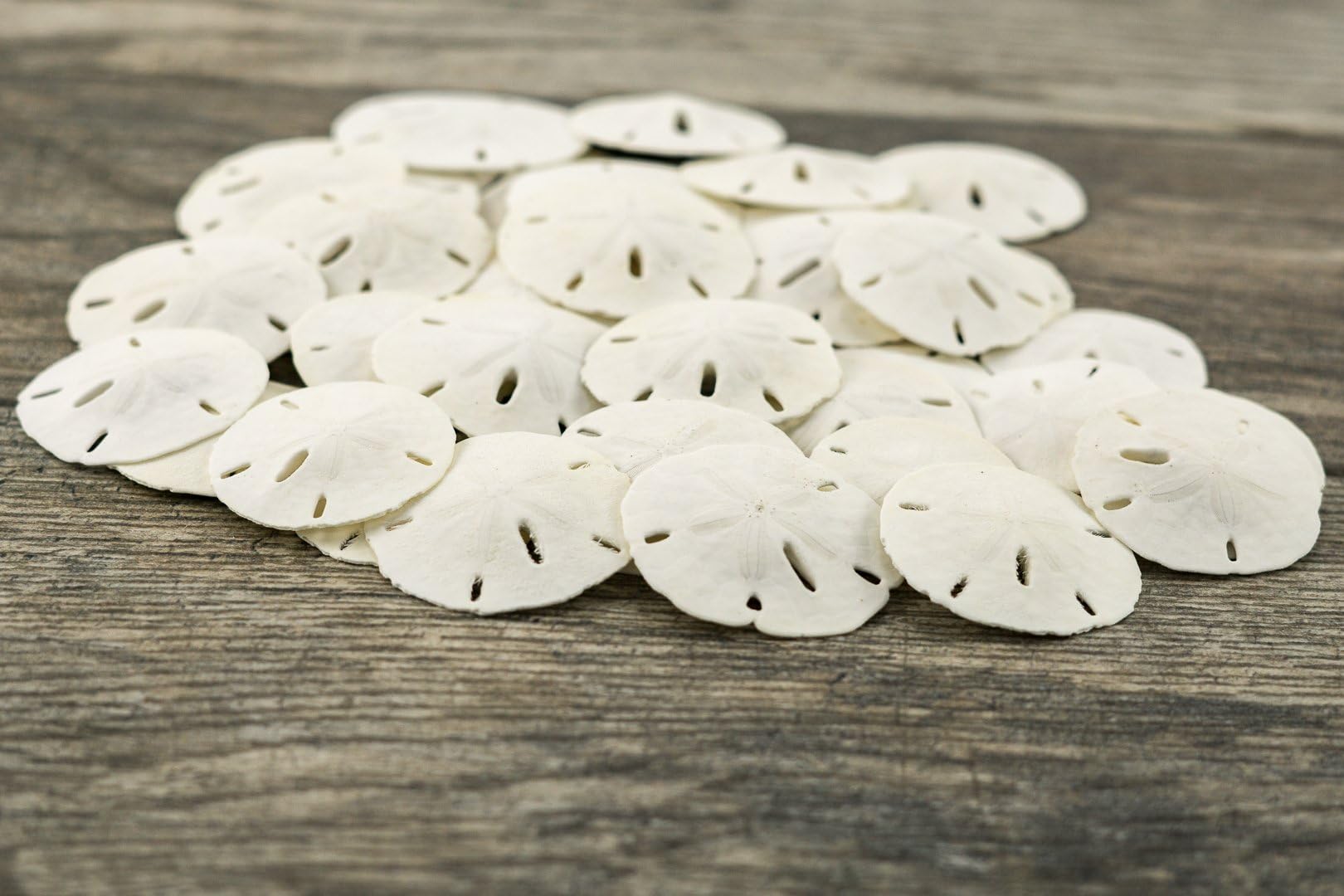 Amazon.com: Sand Dollars Set Large 3.5"-4" - 10 Pack, Packed w/Love ...