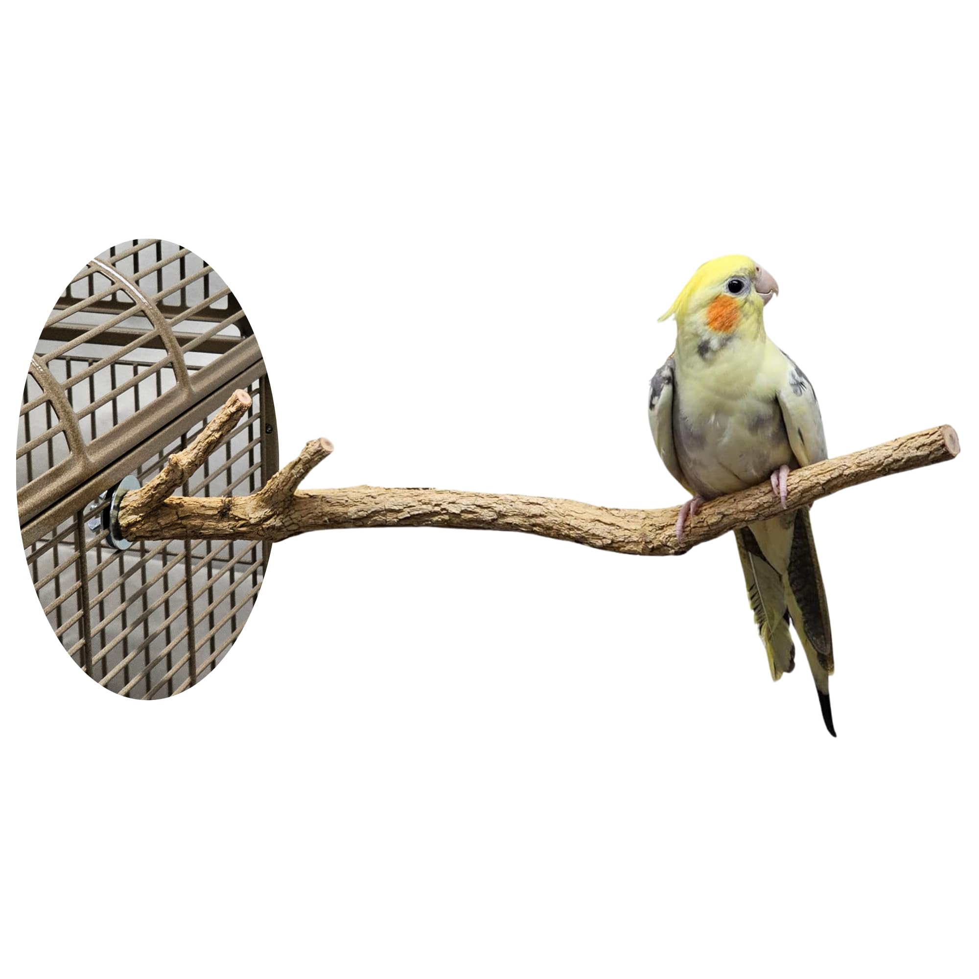 Birds Love Bottlebrush Wood Bird Perches For Parakeets Finches ...