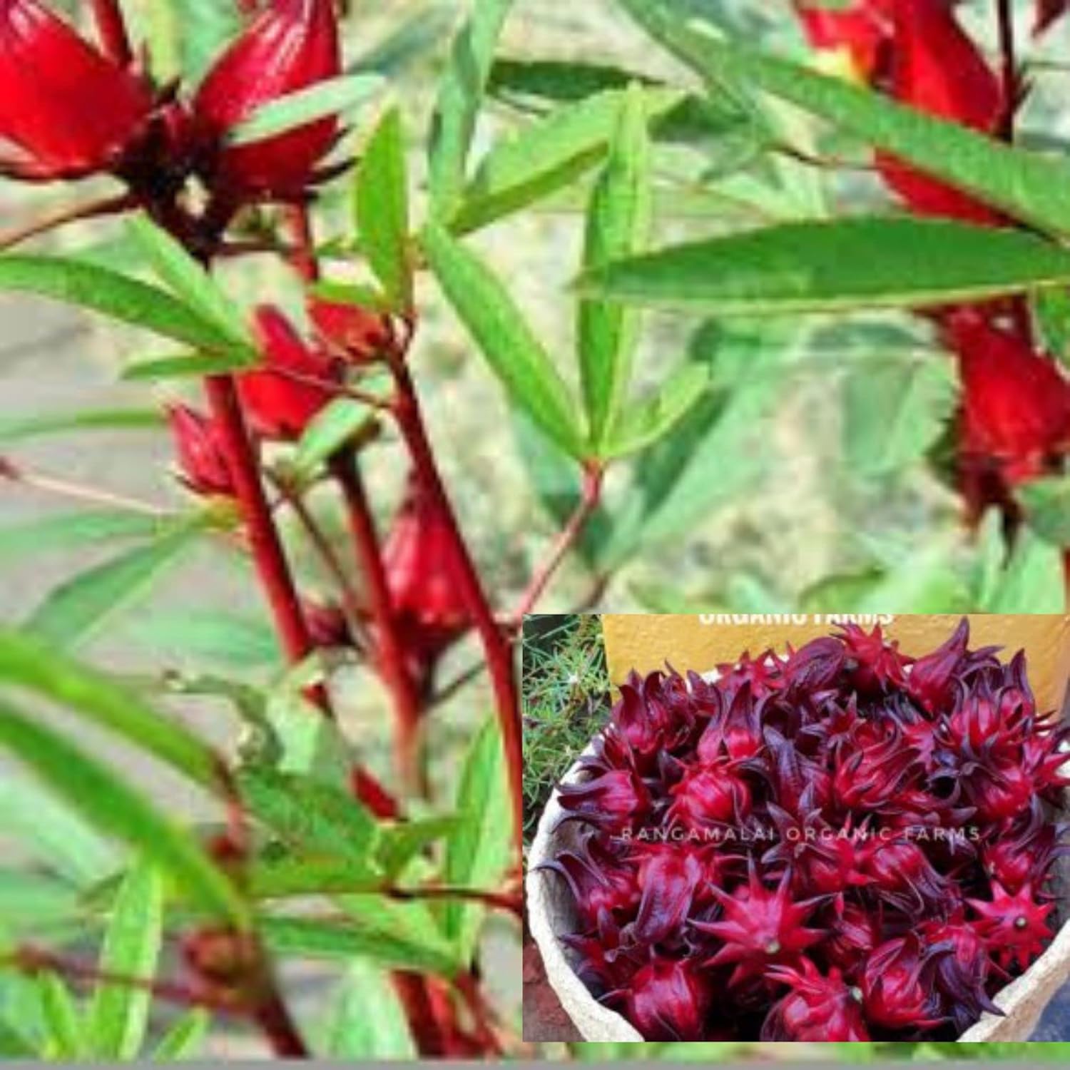 Gongura Kenaf / Gongura Red/ Pulicha Keerai/ Pandi / Pitwaa / Ambada ...