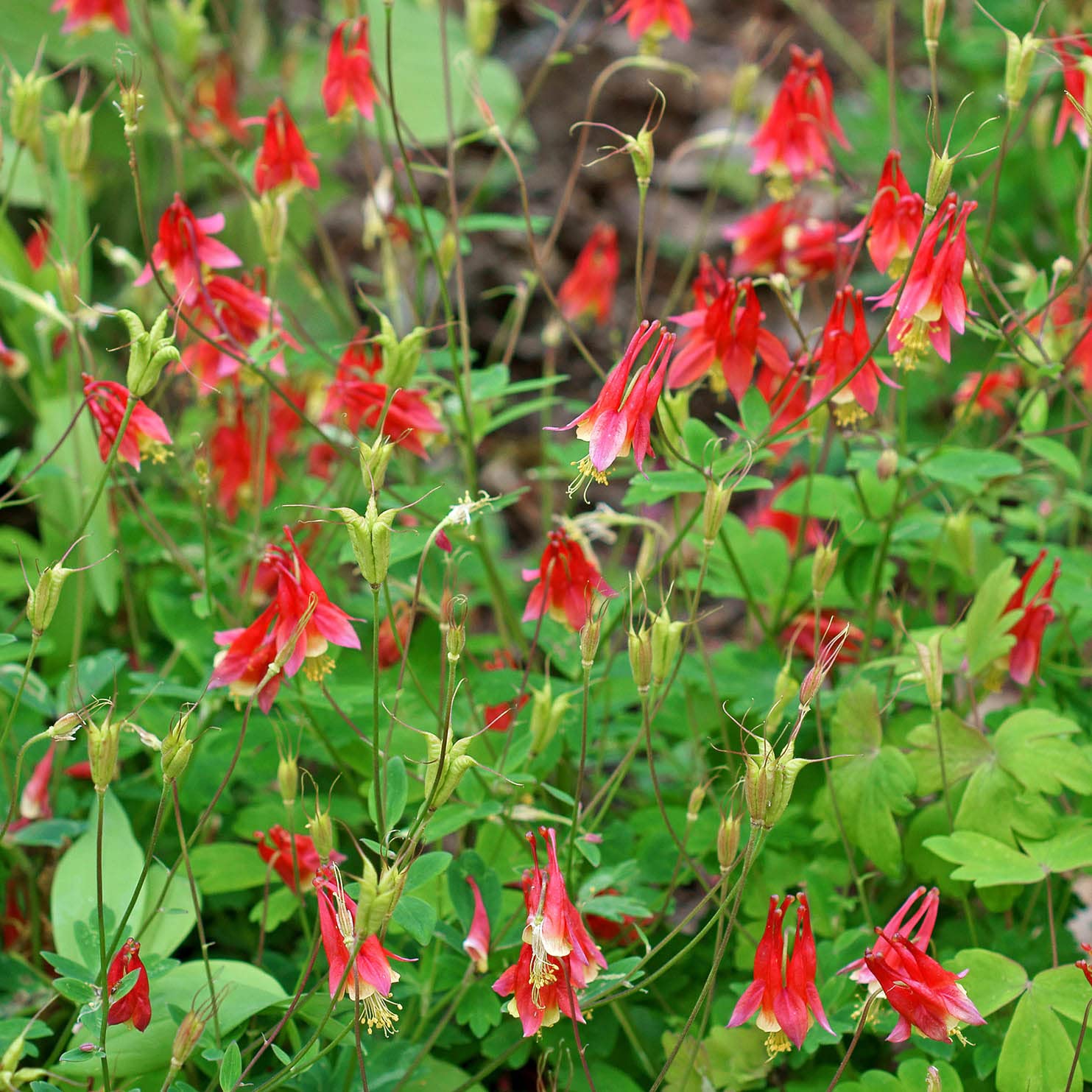 Red Columbine Flower