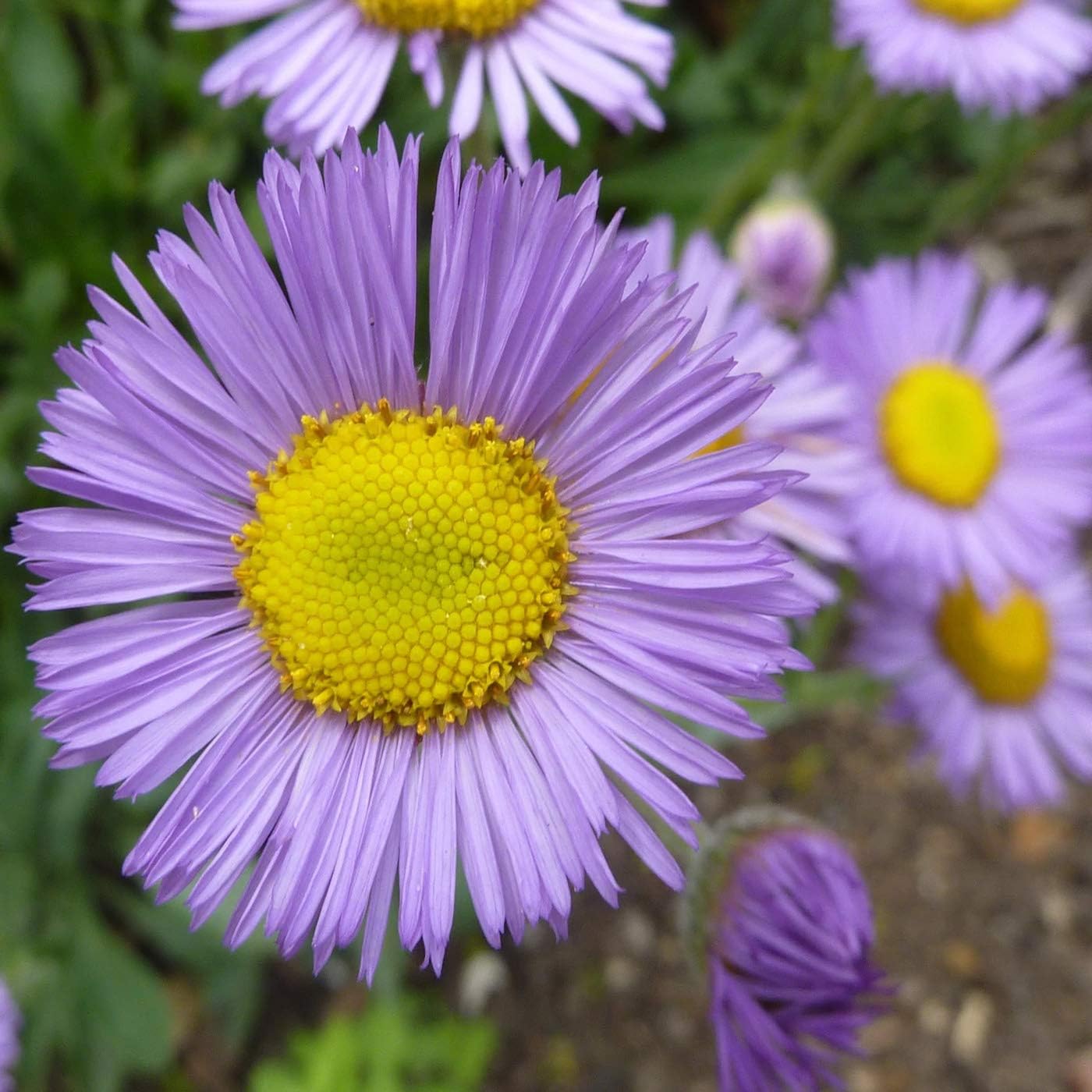 Amazon.com : 1000 BLUE FLEABANE DAISY (Dainty Daisy / Aspen Fleabane ...