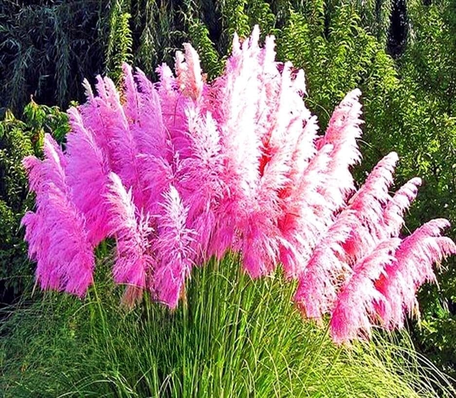 Blue Fescue 300 seeds + Plant tag + Freebie -Festuca Glauca - Compact ...