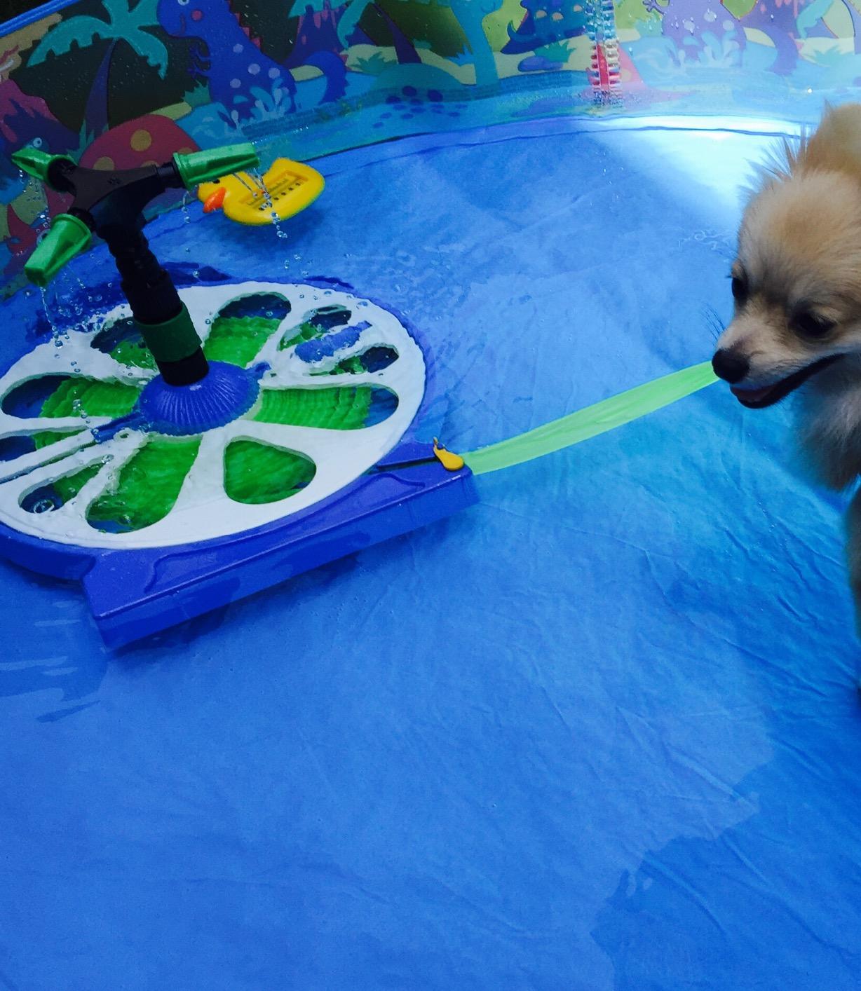 Amazon | INTEX(インテックス) ダイノスナップセットプール 122cm×25cm 58474 [日本正規品] | プール | おもちゃ