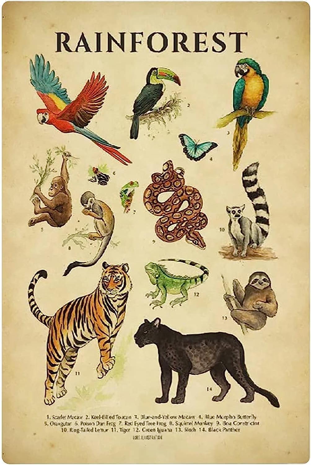 Amazon.com: Rainforest Animals Chart Metal Tin Signs Types Of ...