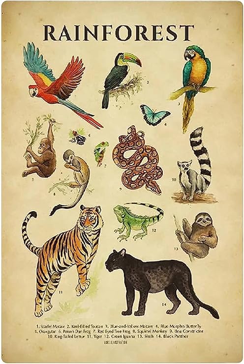 Amazon.com: Rainforest Animals Chart Metal Tin Signs Types Of ...