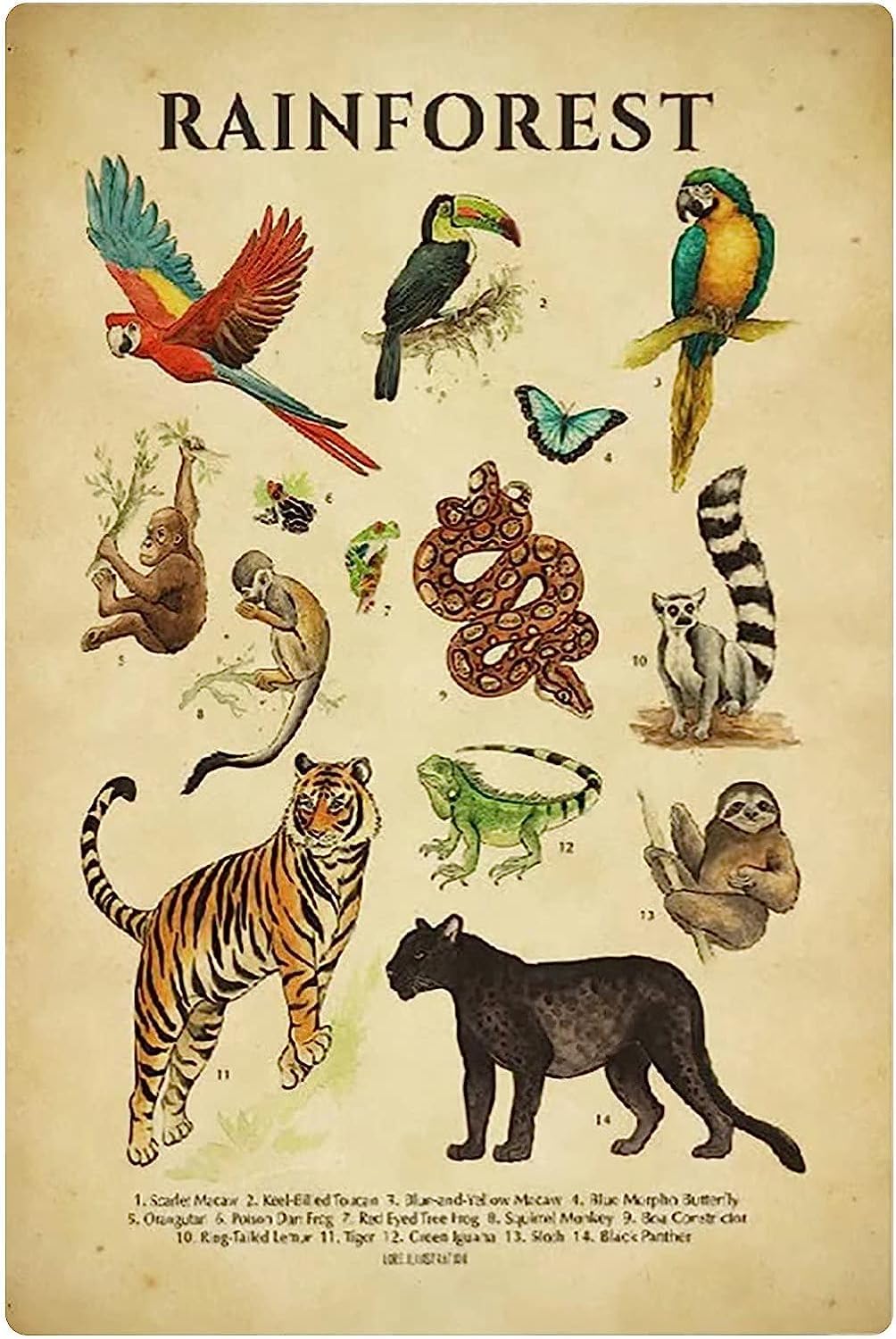 Amazon.com : Rainforest Animals Chart Metal Tin Signs Types Of ...
