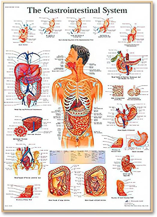 Anatomy Posters - Gastrointestinal System Anatomical Chart - Anatomy ...