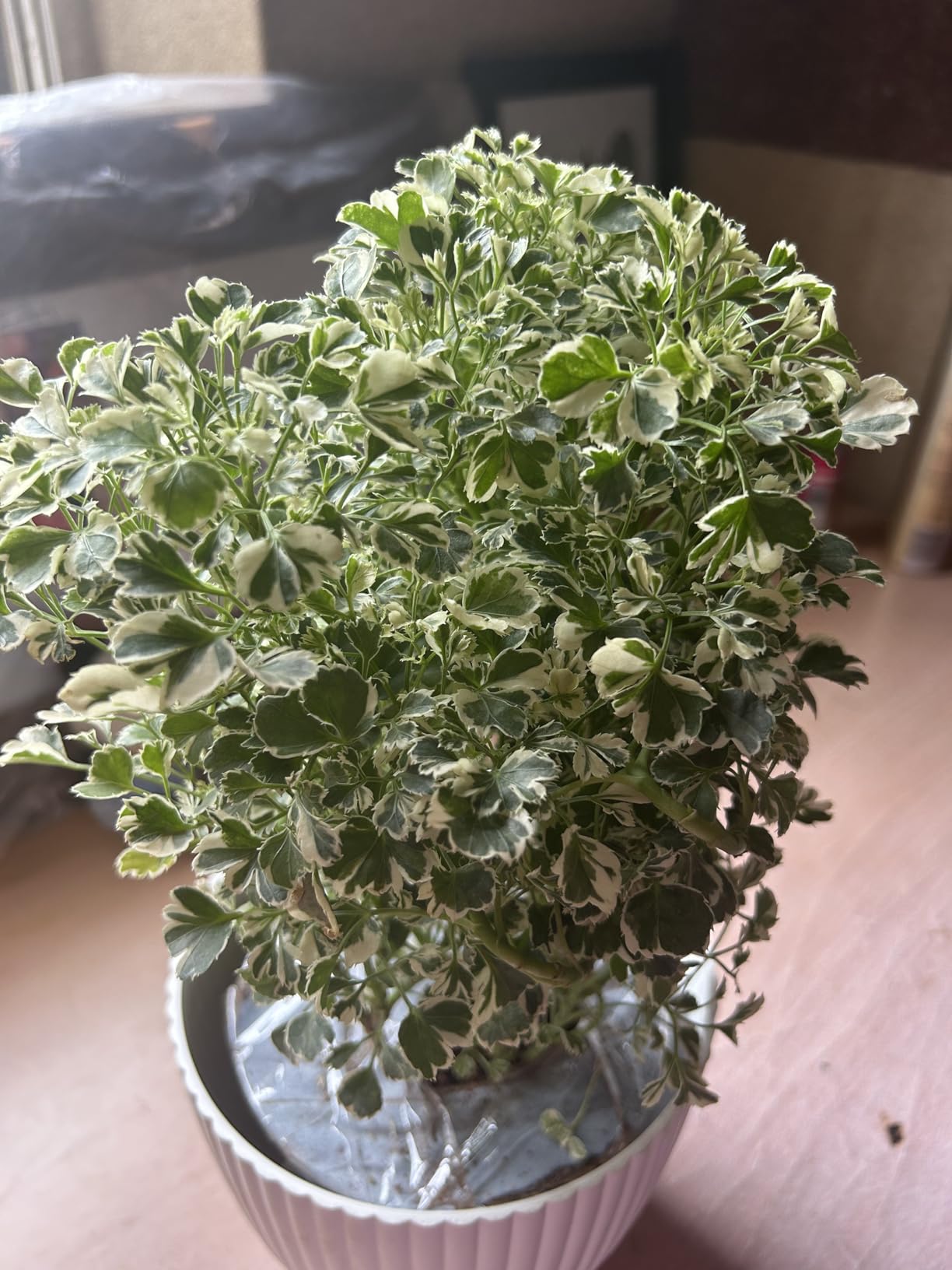 Garden Art Variegated Arelia Indoor Plant(Pack of 1 Healthy Live Plant ...