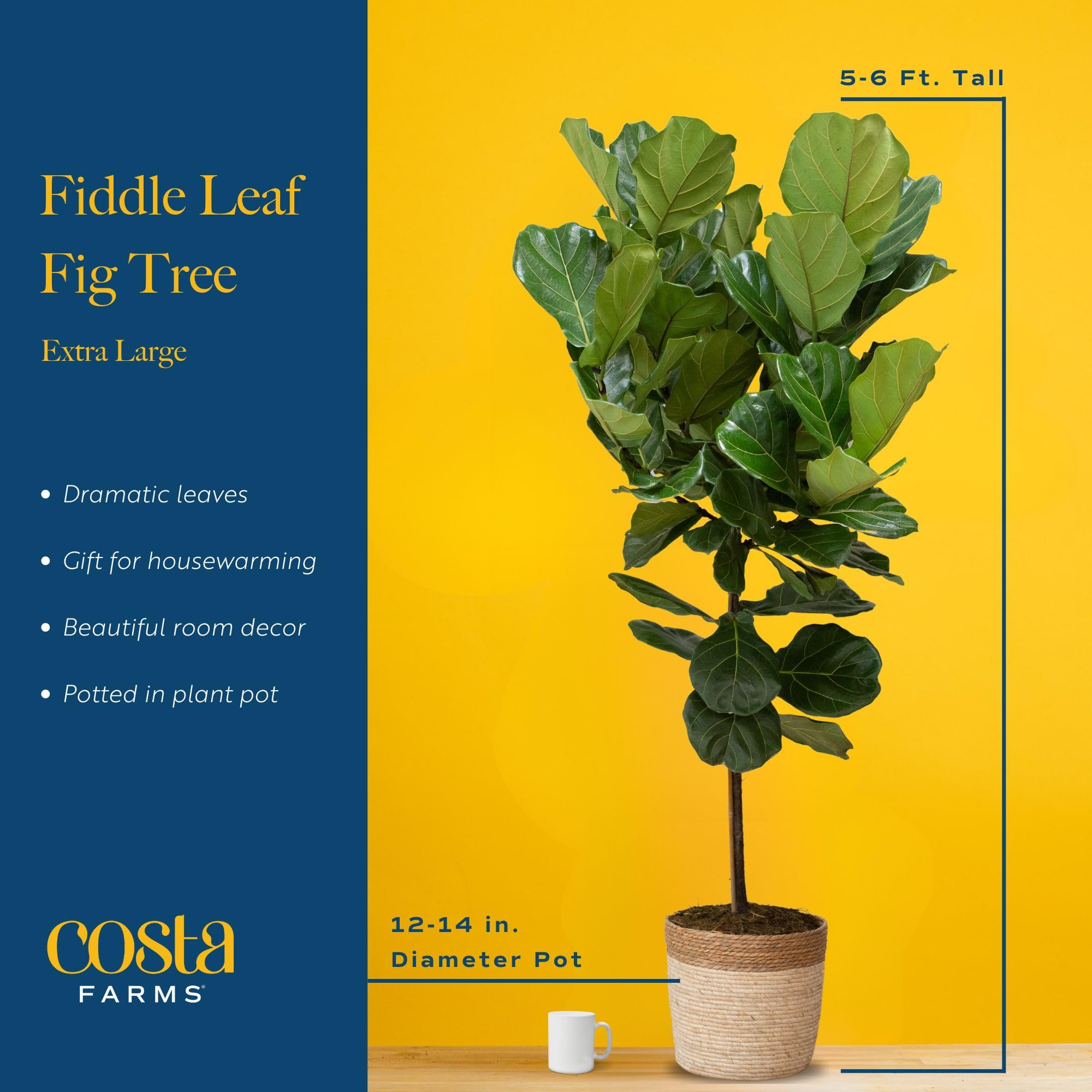 Fiddle Leaf Fig Tree How To Grow And Care For Fiddle Leaf Fig Trees