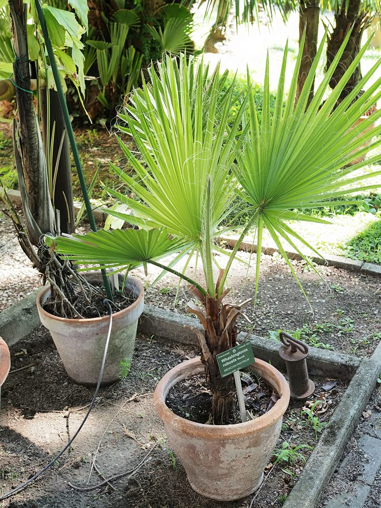 Washingtonian Palm Trees