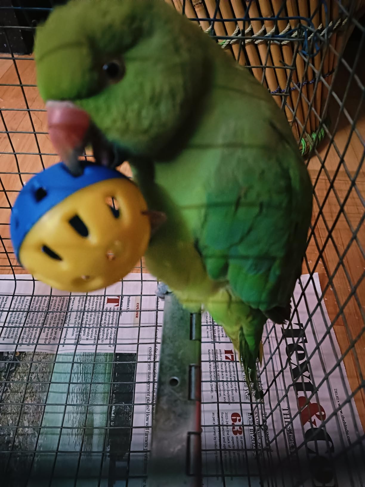 Bird Toy Interactive Ball with Rattler for Parakeet, Cockatiel ...