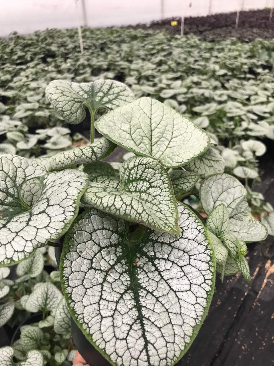 Amazon.com : Brunnera m. 'Sea Heart' (Forget Me Not) Perennial, blue ...