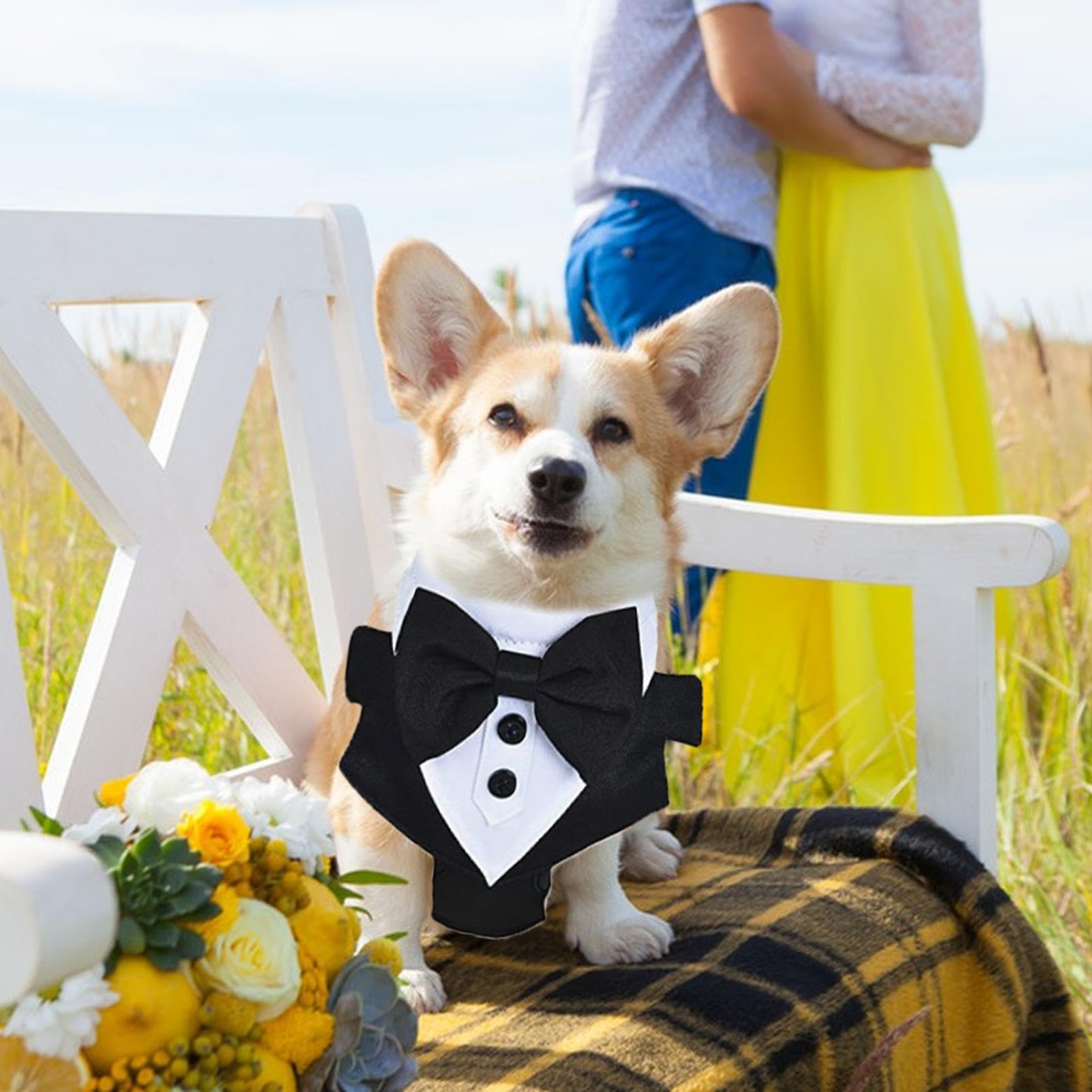 Menswear Dog Wedding 💍 15 Best Dog Wedding Ideas To Include Your