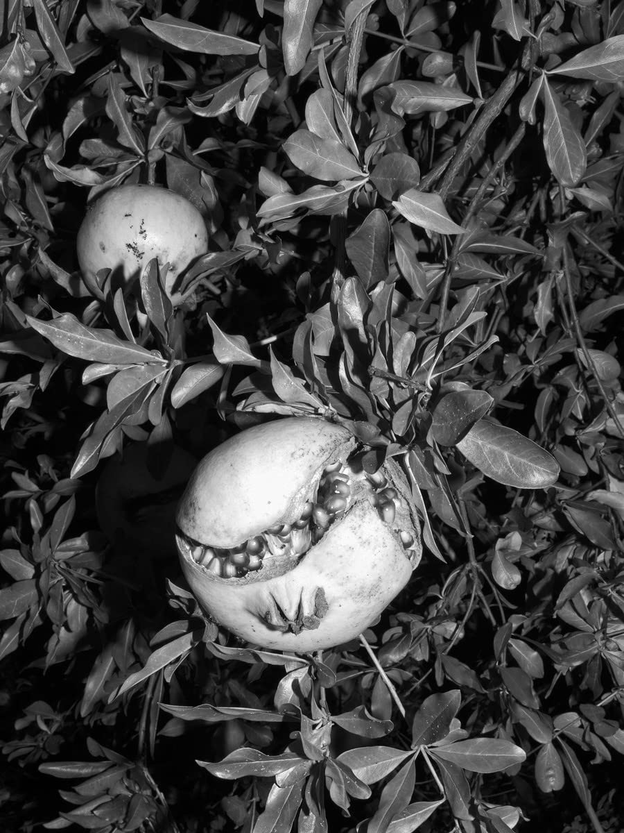 Amazon.com: Jacopo Benassi: Bologna Portraits: 9788862086509: Grulli ...