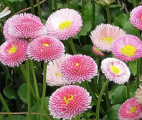 Amazon.com : Pink English Daisy, Lawns and Borders - 1000 Seeds ...