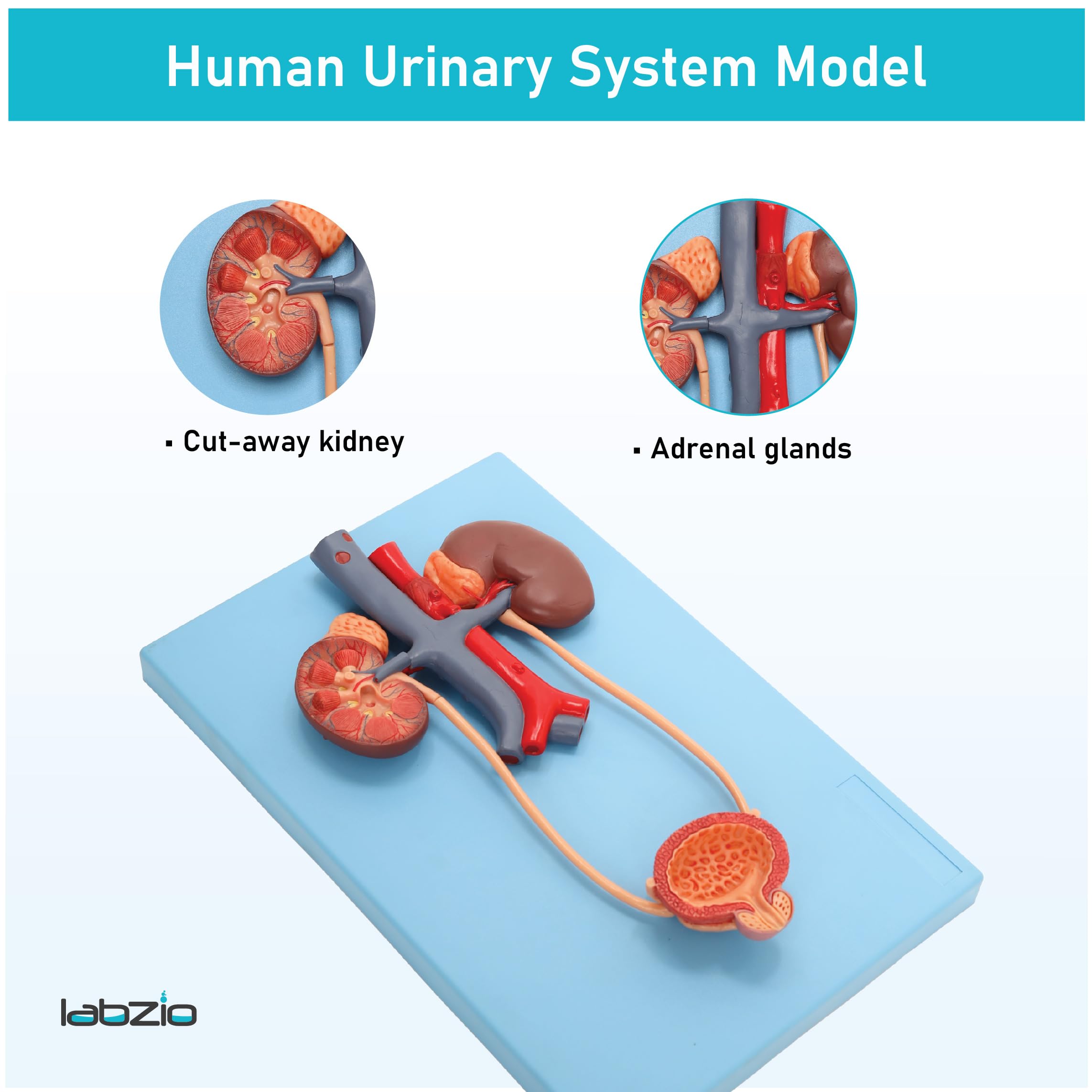 Anatomy Teaching Model Human Urinary System Anatomy Model - Life Size ...