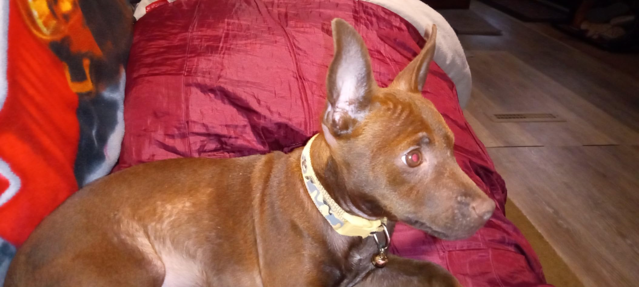 Amazon.com : Flymind 18Pcs Puppy Collars, Puppy ID Collars with Bell Adjustable 21-33cm, Polka ...