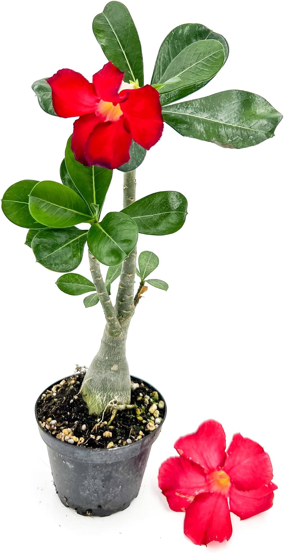 Amazon.com : American Plant Exchange Live Single Bloom Desert Rose ...