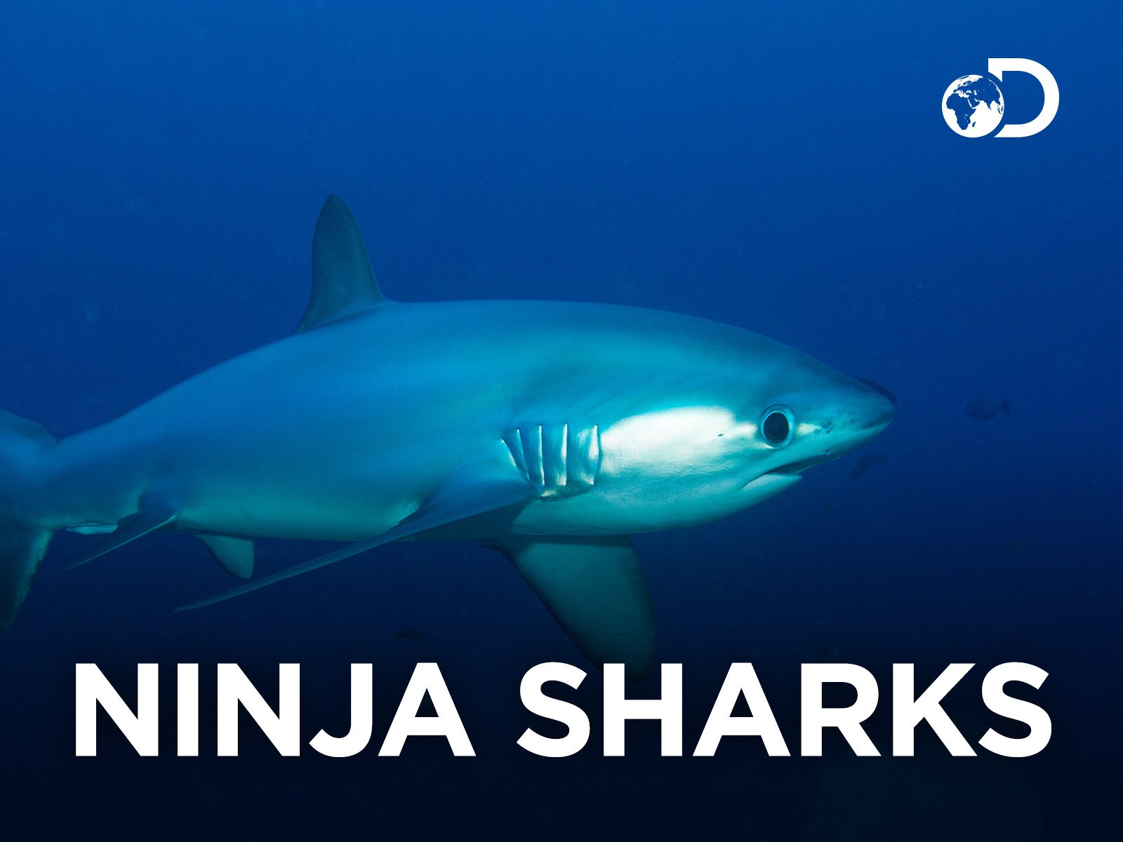 Watch Ninja Sharks: Sharkopedia Edition - Season 1 | Prime Video