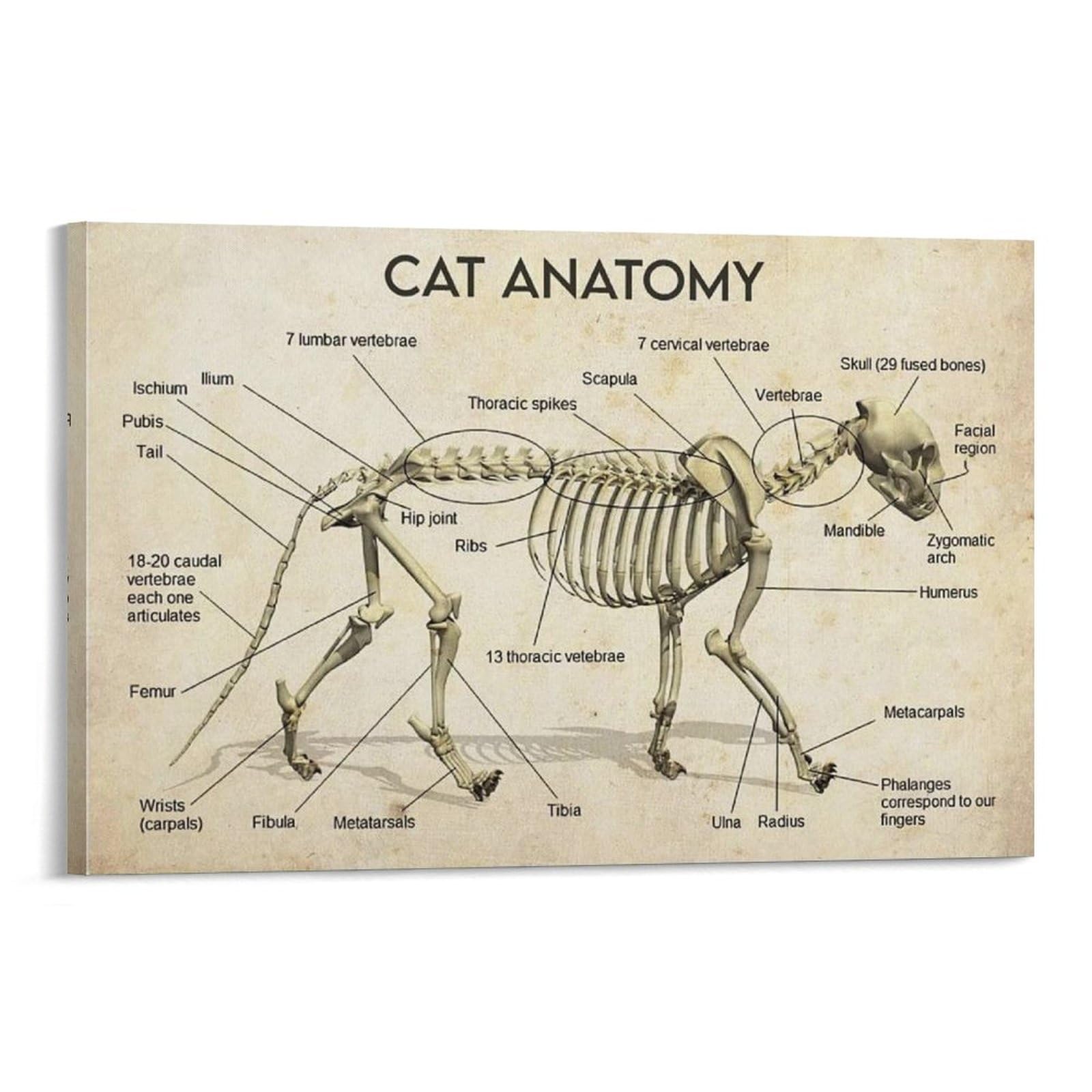 Cat Diagram Anatomy Sagittal Section Of A Cat Head Anatomy Cats Vector