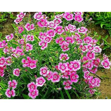 Amazon.com : Cheddar Pinks Seeds Pink Dianthus Perennial Flower Ground ...