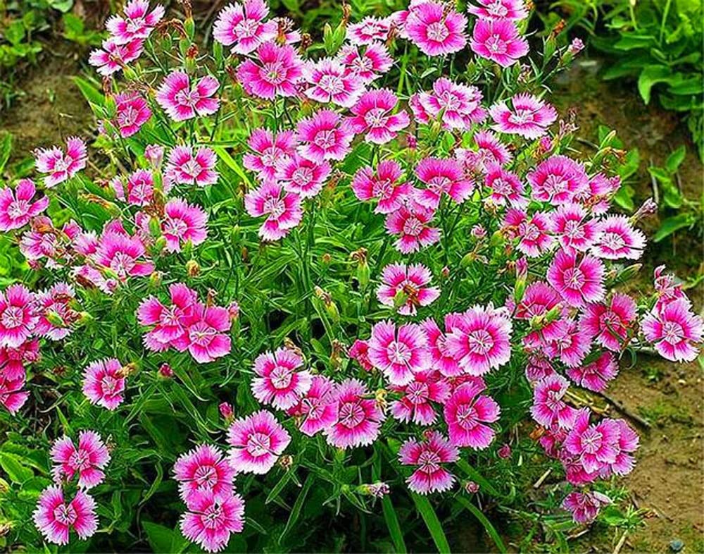 Dianthus Perennials Care