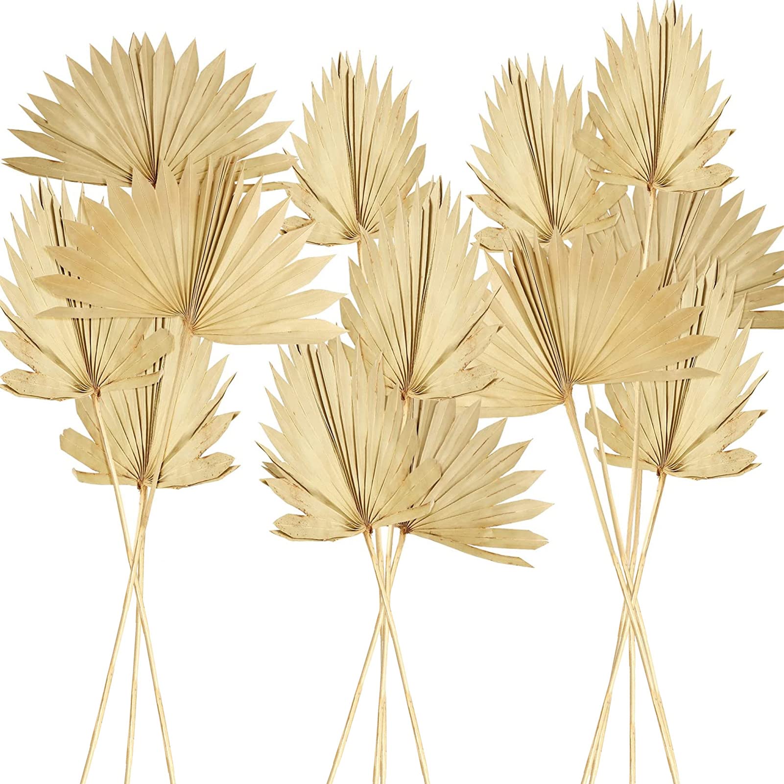 Chenkaiyang 30 Pieces Large Dried Palm Leaves Decor Sun Palm Natural ...