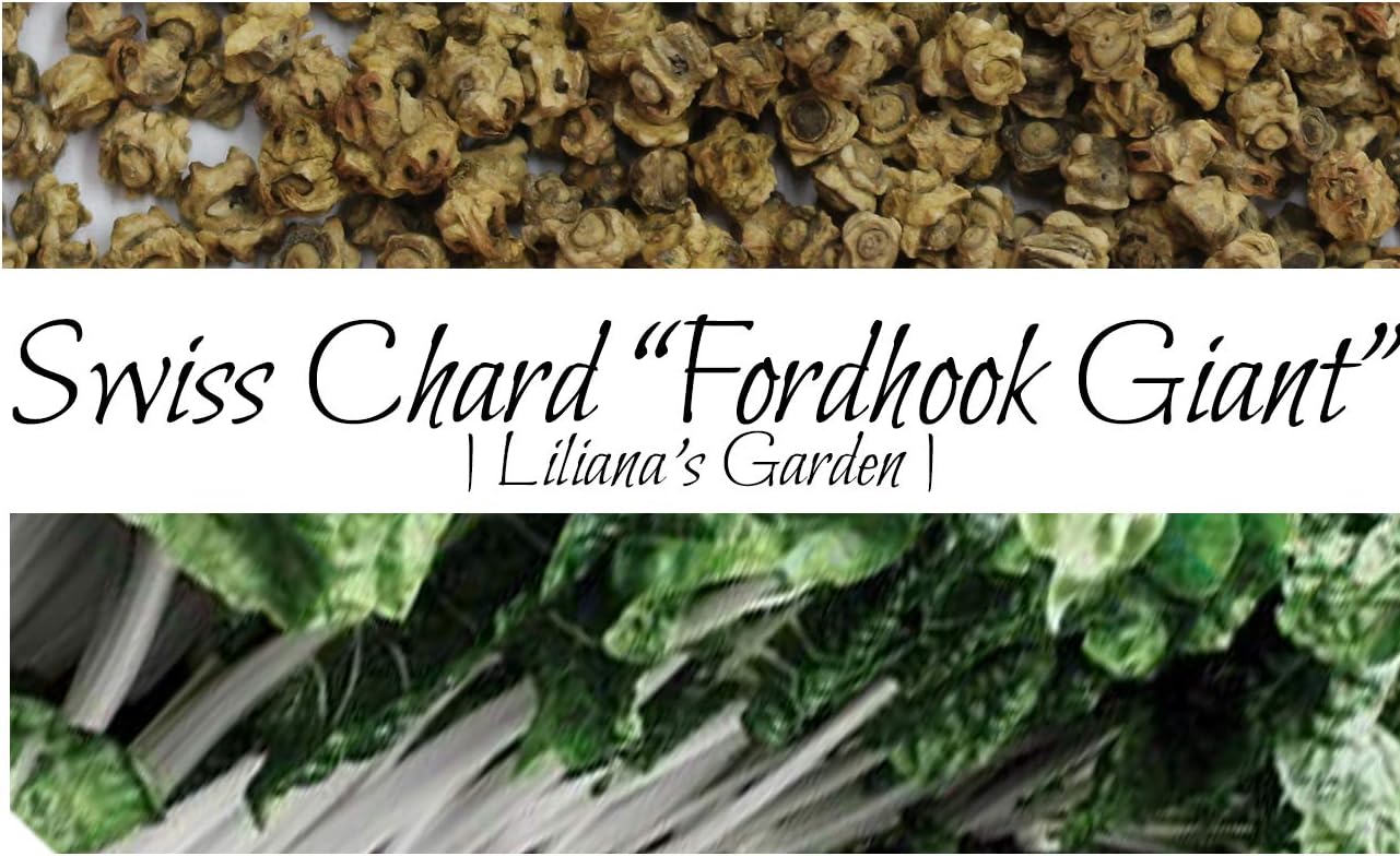 Amazon.com : Swiss Chard Seeds - Fordhook Giant - Drought Tolerant ...