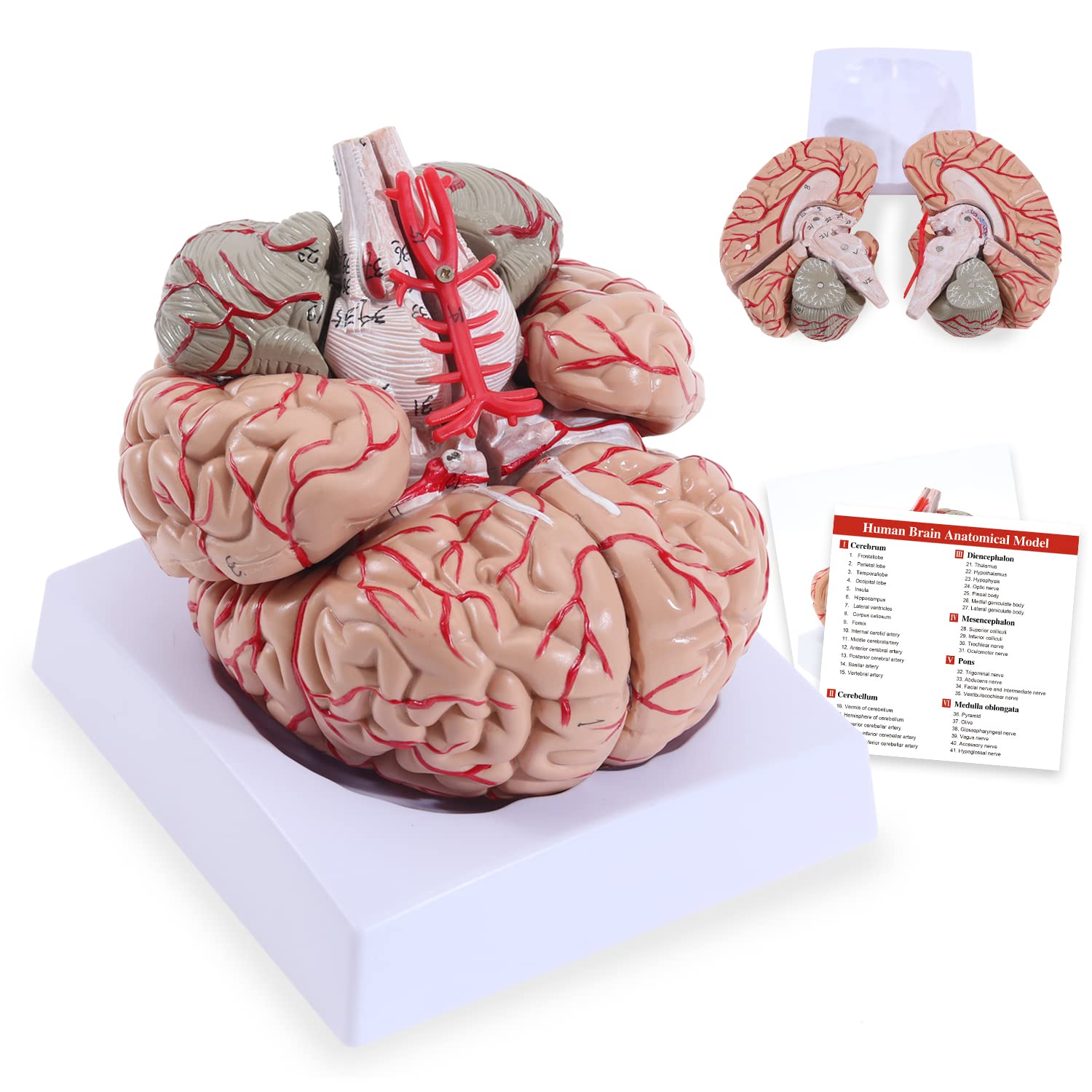 Hominid Brain Size