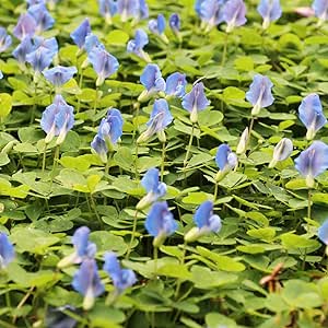 Amazon.co.jp: ITANSE ブルークローバー 9cmポット 3個セット 品種で選べるハーブ 多年草 学名 Parochetus communis マメ科パロケツス属 半耐寒性多年 ...