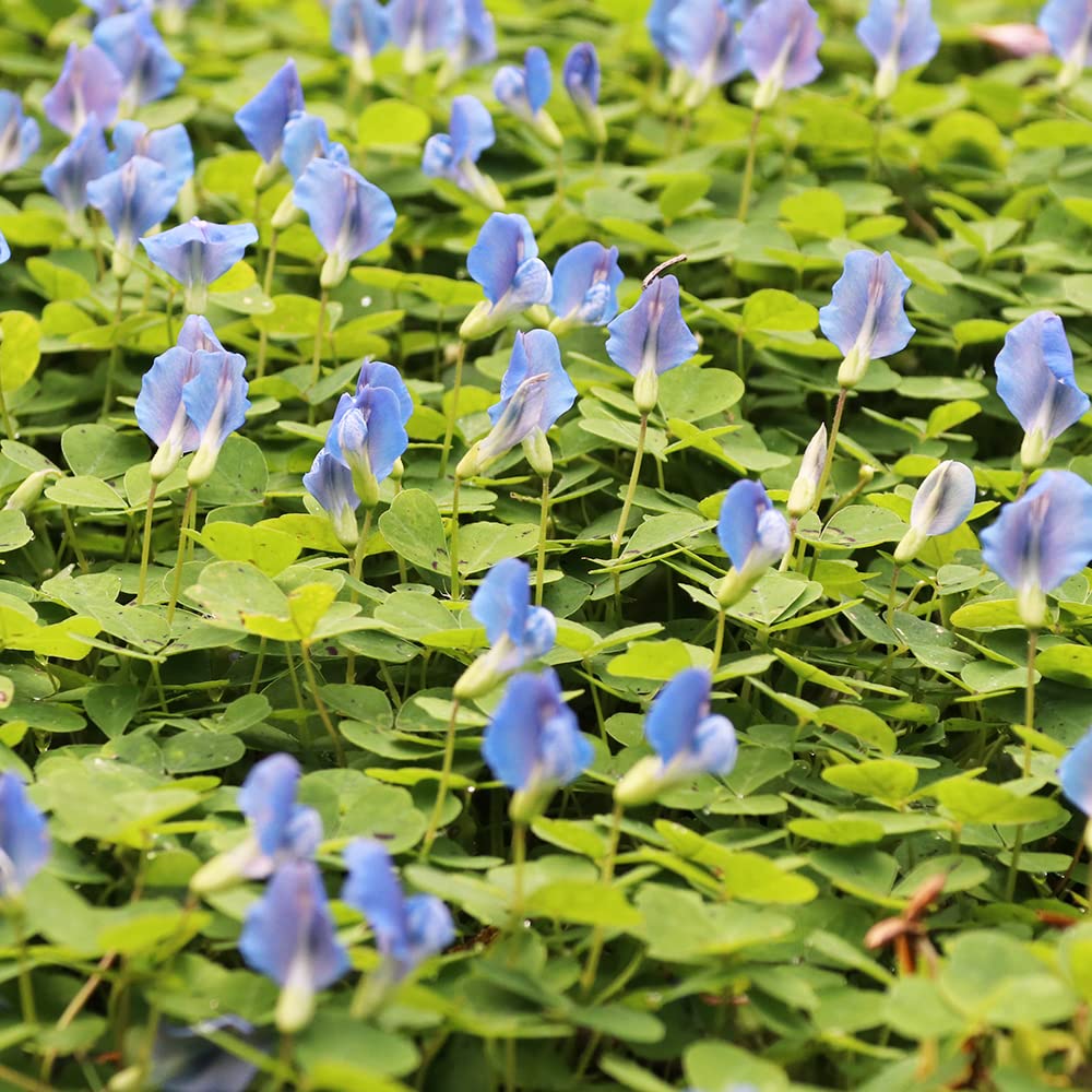 Amazon.co.jp: ITANSE ブルークローバー 9cmポット 3個セット 品種で選べるハーブ 多年草 学名 Parochetus ...