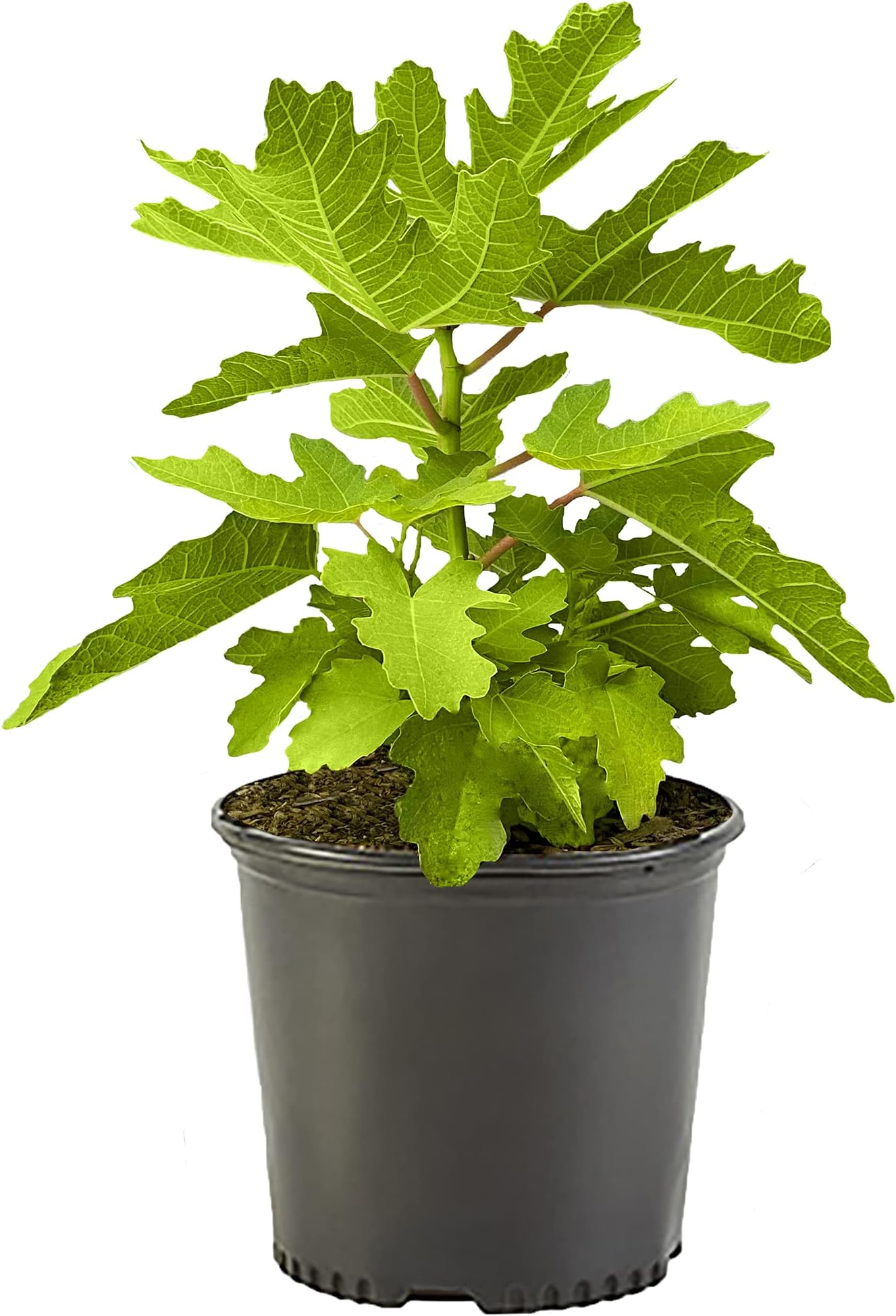 Amazon.com : Fig Tree Chicago Hardy 5 Gallon - (Due to Agricultural ...