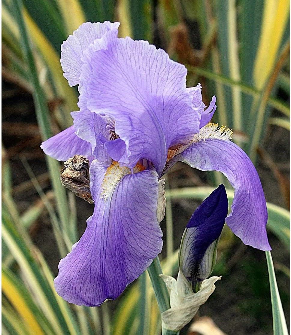 Amazon.com : Flowering Beautiful (ALQ) Sweet Iris (Bulbs) (Pallida Albo ...