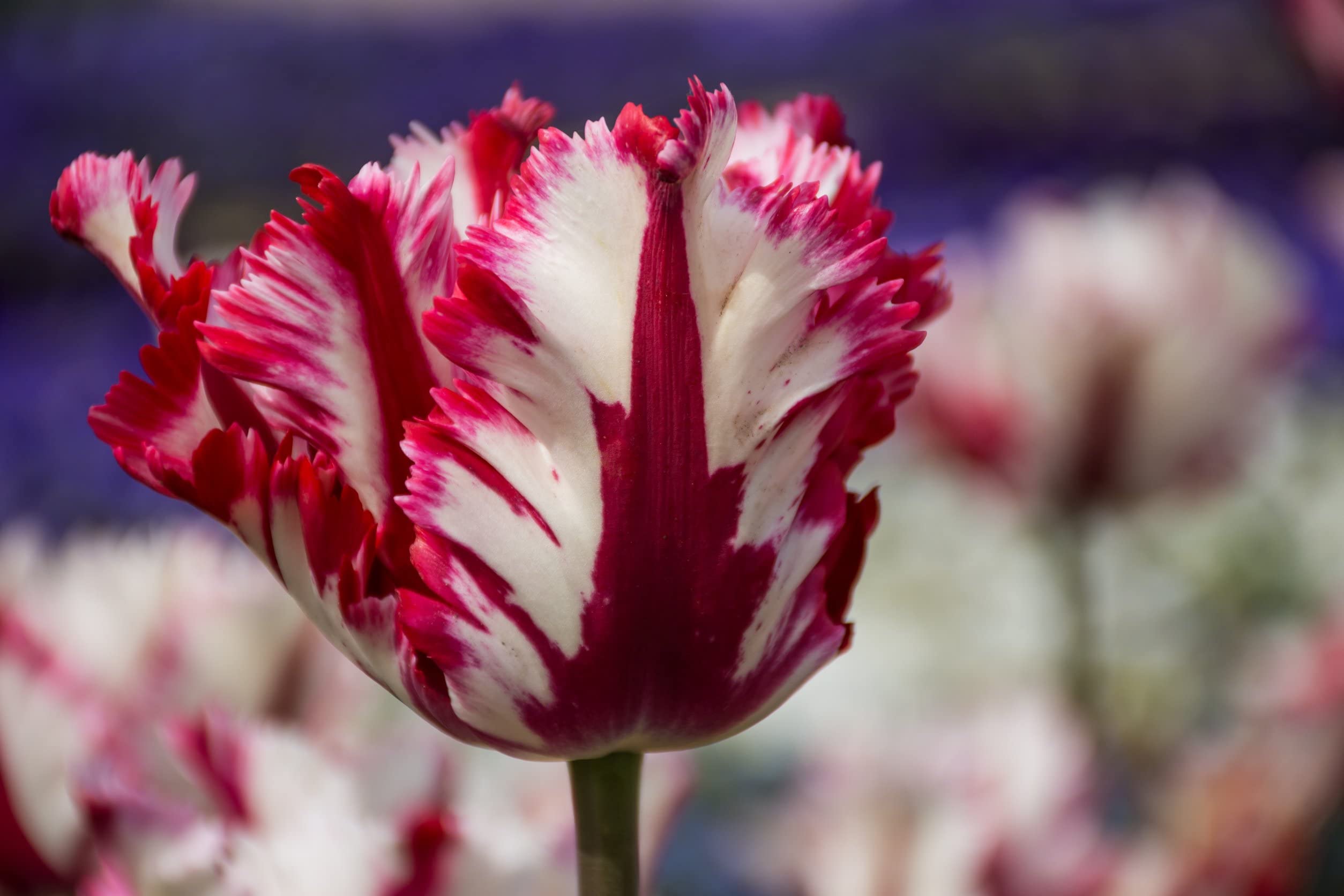 Amazon.com : Homegrown Tulip Seeds, Seeds, 110 Seeds, Spring Blooms ...