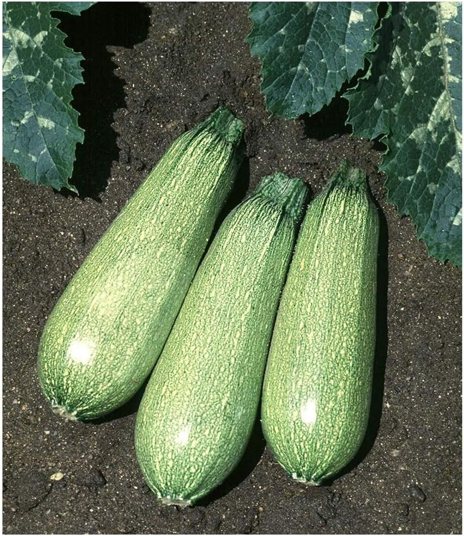 Amazon.com : David's Garden Seeds Zucchini Tender Grey 5312 (Green) 25 ...